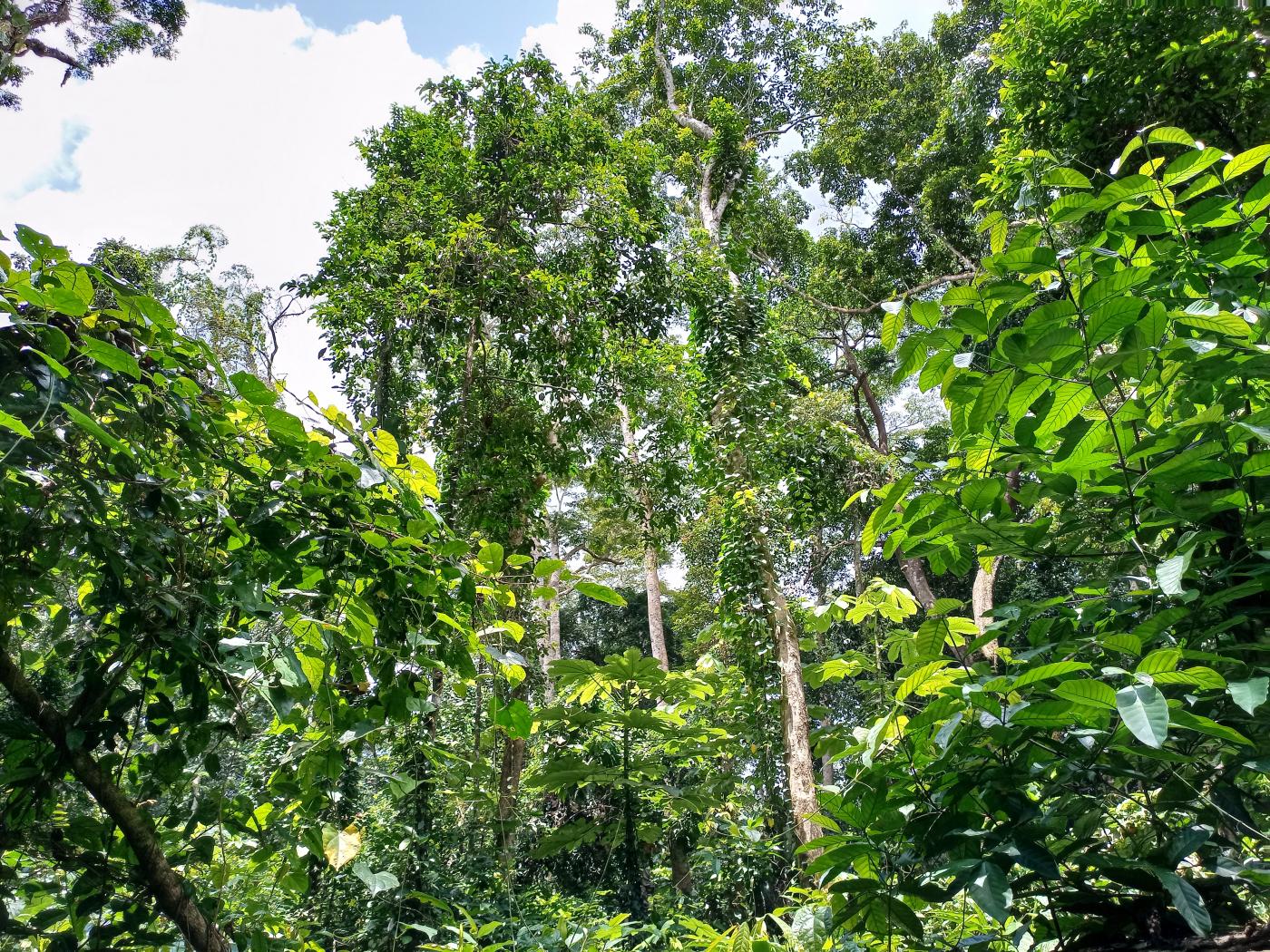 Photos de la Forêt classée de Yapo Abbé | Côte d'Ivoire Biodiversity