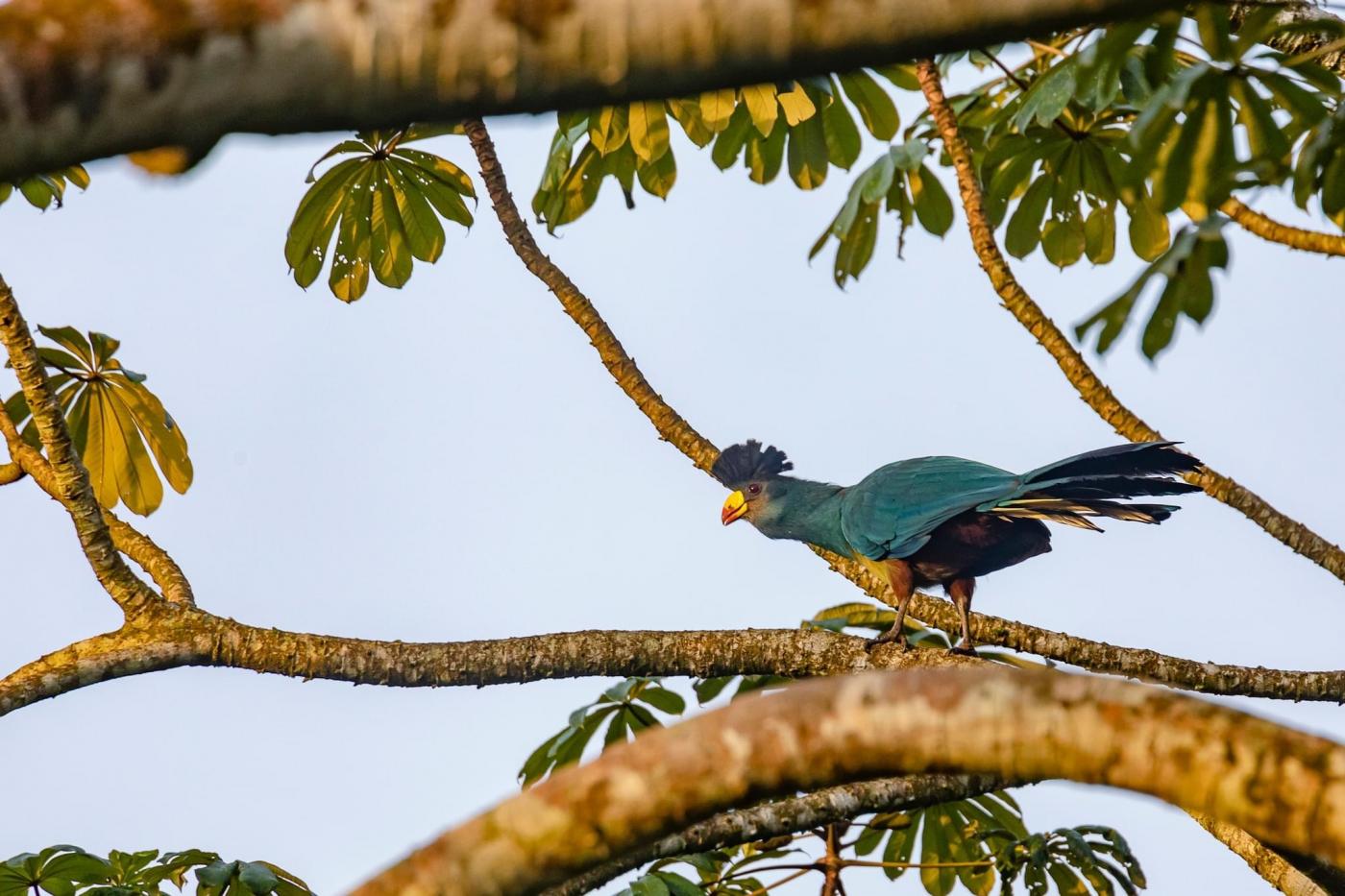 Parc National de Taï | Biodiversité de Côte d'Ivoire