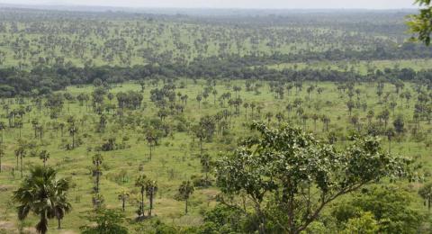 Ecosystème savane à rôniers | Biodiversité de Côte d'Ivoire